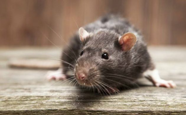 rodent_rat_mouse_rats_mice_control_ecolife_usa_utah_service_home_400 ...